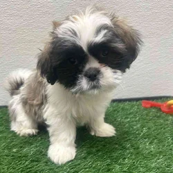 Puppies for Sale in Wichita and Junction City, Kansas | Puppy Dreams